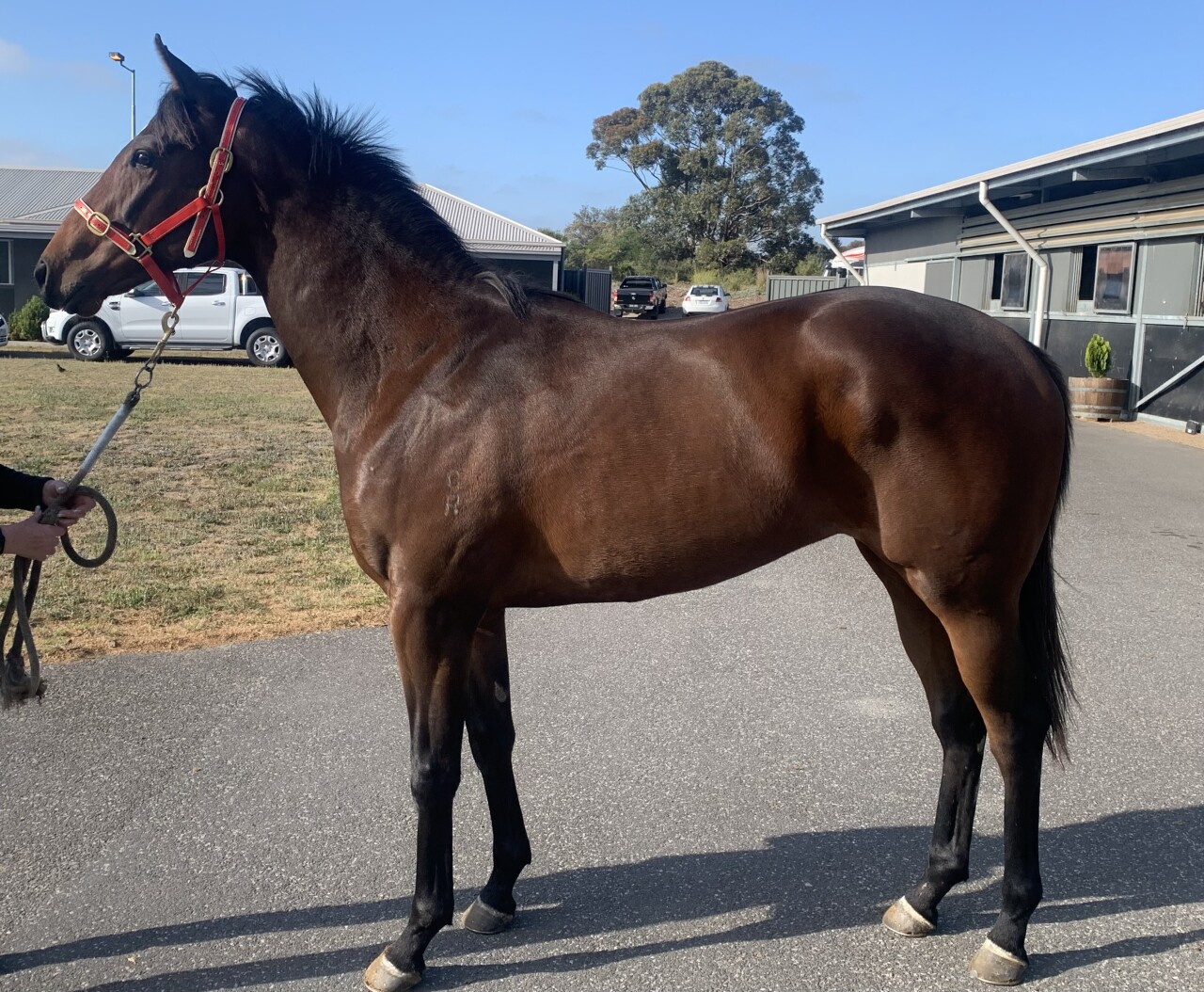 Bel Lupa - Cadet Lodge - Greg Eurell